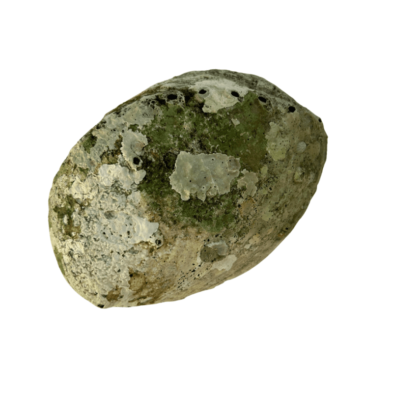 Sage / Shell / Stand Gift Set - Sweetgrass Trading Co