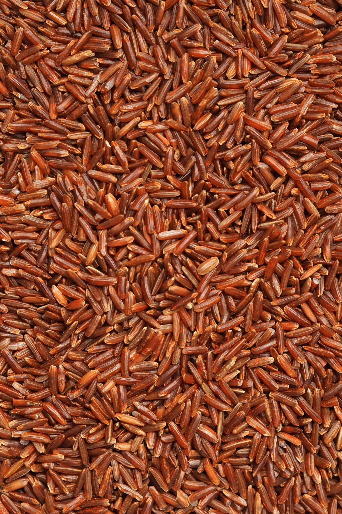 Wild vs. cultivated rice: Key differences and cultural significance ...